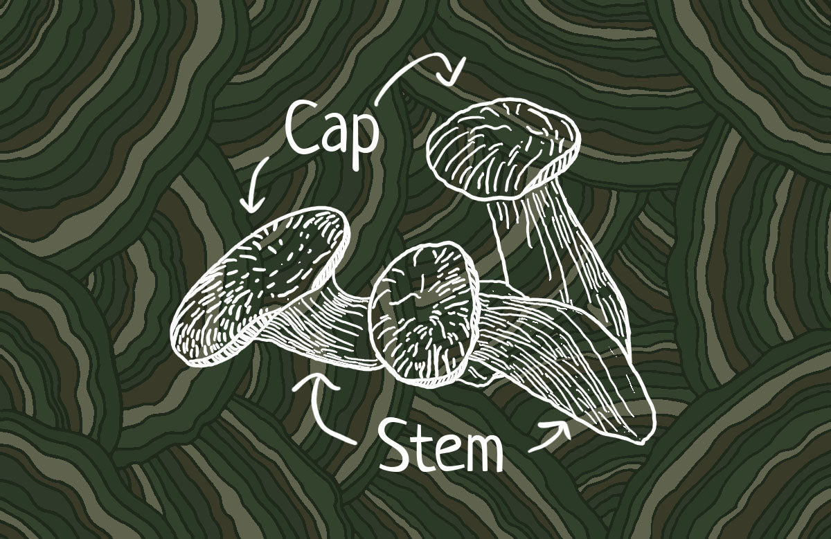 Mushroom Anatomy: Understanding Caps + Stems - Minnesota – R&R Cultivation