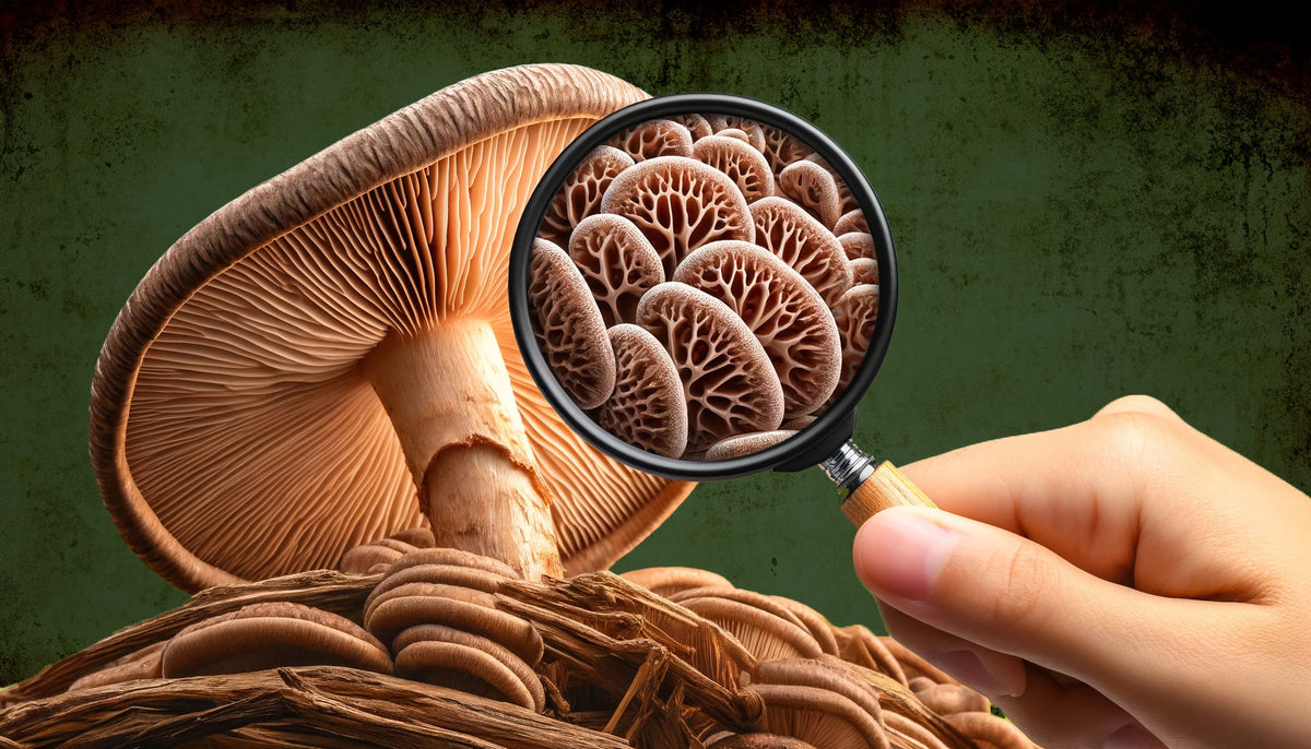 The Science Behind Mushroom Growth - R&R Cultivation